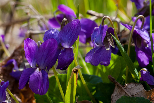 Veilchen Images – Parcourir 38,776 le catalogue de photos, vecteurs et ...