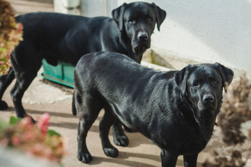 Types Of Black Dogs