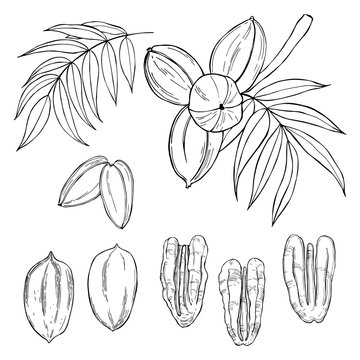 Pecan Tree Drawings