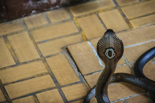 Toxicofera Bilder – Durchsuchen 325 Archivfotos, Vektorgrafiken und ...