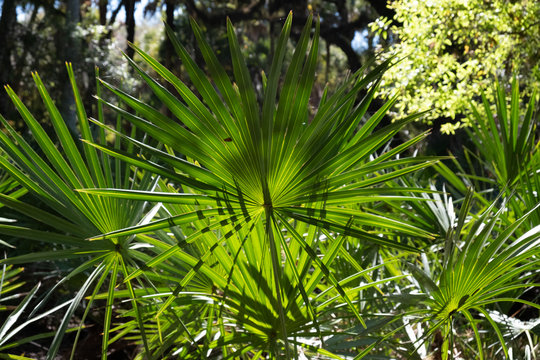 รูปภาพPalmetto – เลือกดูภาพถ่ายสต็อก เวกเตอร์ และวิดีโอ7,340 | Adobe Stock