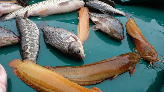 Fish-Heads 이미지 – 찾아보기 3,887 스톡 사진, 벡터 및 비디오 | Adobe Stock
