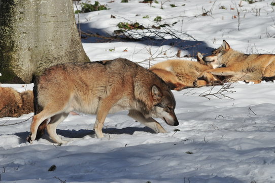 รูปภาพHeulen – เลือกดูภาพถ่ายสต็อก เวกเตอร์ และวิดีโอ1,732 | Adobe Stock