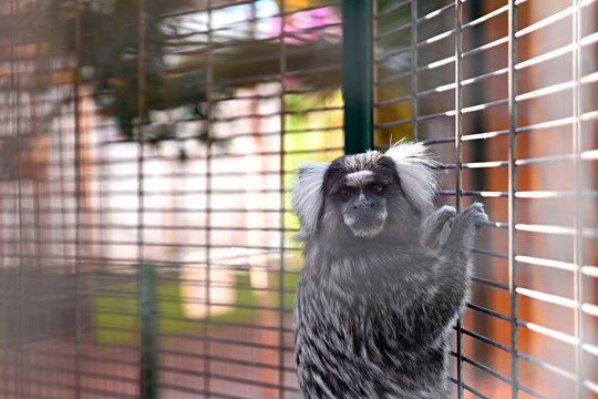 รูปภาพChango – เลือกดูภาพถ่ายสต็อก เวกเตอร์ และวิดีโอ187 | Adobe Stock