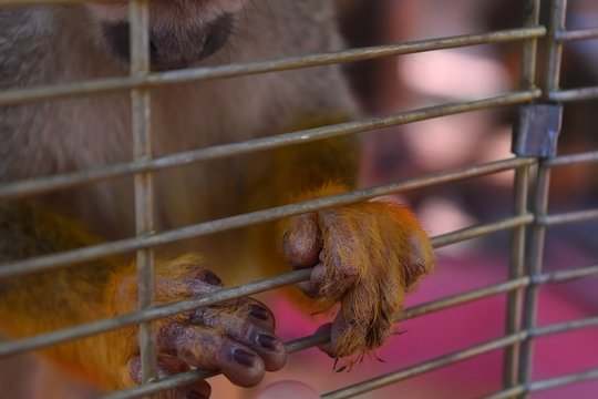 รูปภาพChango – เลือกดูภาพถ่ายสต็อก เวกเตอร์ และวิดีโอ279 | Adobe Stock