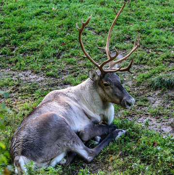 DIE 484 BESTEN BILDER, STOCK-FOTOS UND -VEKTORGRAFIKEN ZU ...