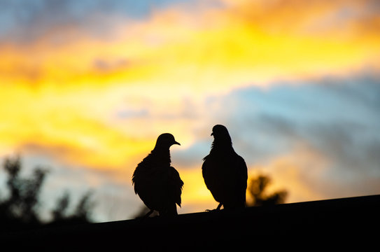 Aquatico Bilder – Durchsuchen 325 Archivfotos, Vektorgrafiken und ...