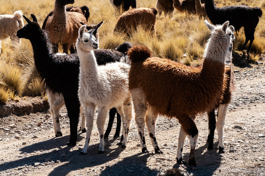 Imagens de Alpama – Explore Fotografias do Stock, Vetores e Vídeos de ...