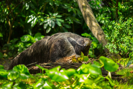 Giant Anteater Rainforest