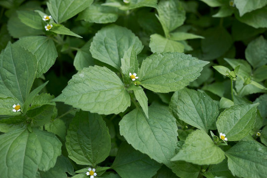 Quickweed Képek – Böngésszen 398 stockfotókat, vektorokat és videókat ...