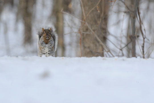 รูปภาพBestiole – เลือกดูภาพถ่ายสต็อก เวกเตอร์ และวิดีโอ493 | Adobe Stock