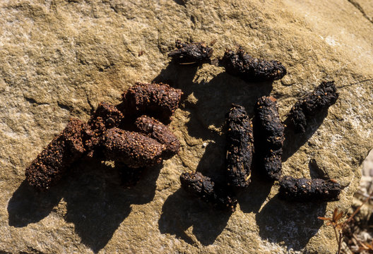 รูปภาพCrottes – เลือกดูภาพถ่ายสต็อก เวกเตอร์ และวิดีโอ133 | Adobe Stock