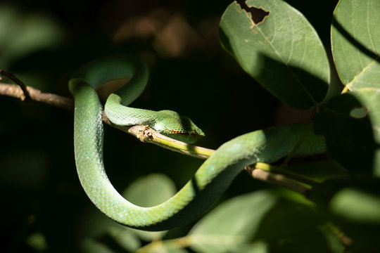 Malayo Images – Browse 56 Stock Photos, Vectors, and Video | Adobe Stock