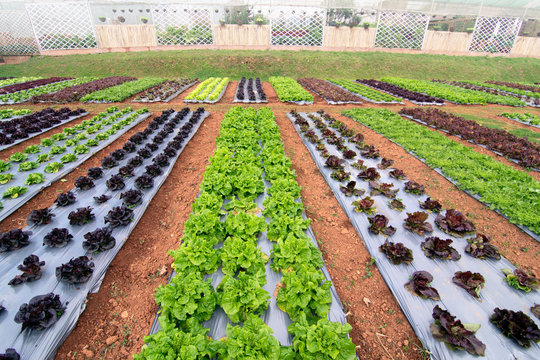 Vegetable Rows In Greenhouse