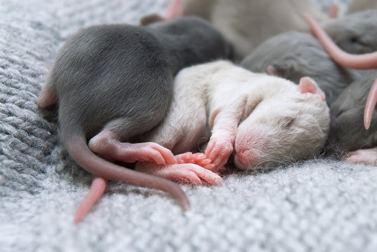 Newborn Baby Rats