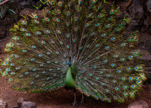 Pecock Bilder – Durchsuchen 40 Archivfotos, Vektorgrafiken und Videos ...