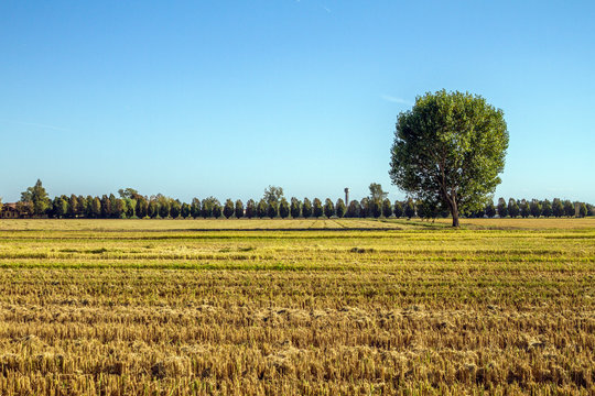 Risaie Images – Browse 5 Stock Photos, Vectors, and Video | Adobe Stock