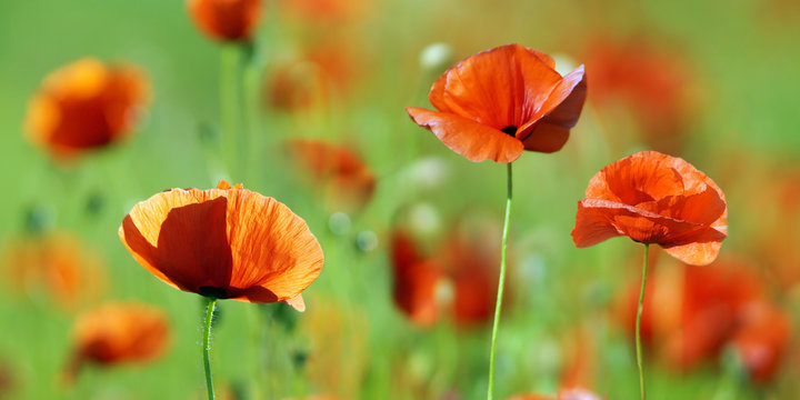 Mohnblumenwiese Bilder – Durchsuchen 176,649 Archivfotos ...