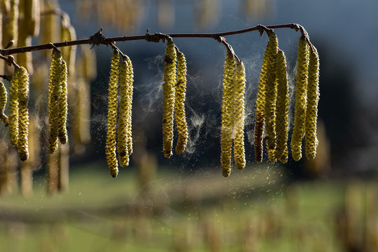 รูปภาพHaselnusspollen – เลือกดูภาพถ่ายสต็อก เวกเตอร์ และวิดีโอ122 ...
