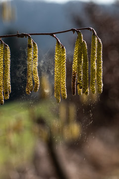 รูปภาพHaselnusspollen – เลือกดูภาพถ่ายสต็อก เวกเตอร์ และวิดีโอ122 ...