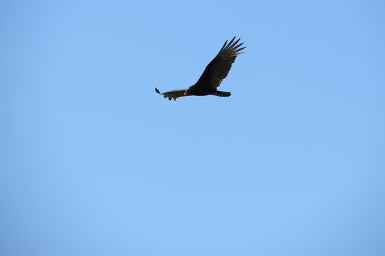 Zamuro Images – Browse 63 Stock Photos, Vectors, and Video | Adobe Stock