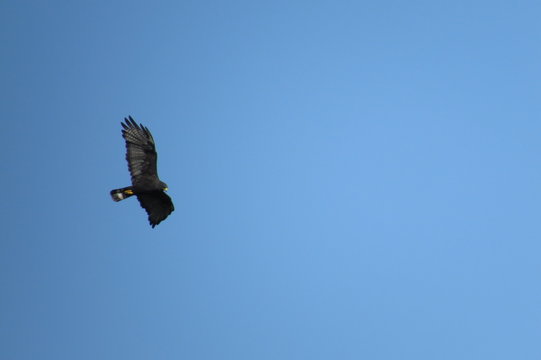 Agula Images – Browse 47 Stock Photos, Vectors, and Video | Adobe Stock