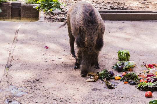 Jabalies Images – Browse 36 Stock Photos, Vectors, and Video | Adobe Stock