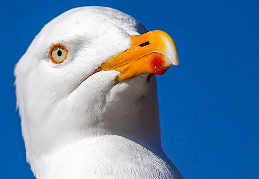 Trut bilder – Bläddra bland 218 stockfoton, vektorer och videor | Adobe ...