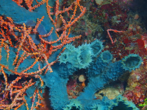 รูปภาพDemospongiae – เลือกดูภาพถ่ายสต็อก เวกเตอร์ และวิดีโอ511 | Adobe ...