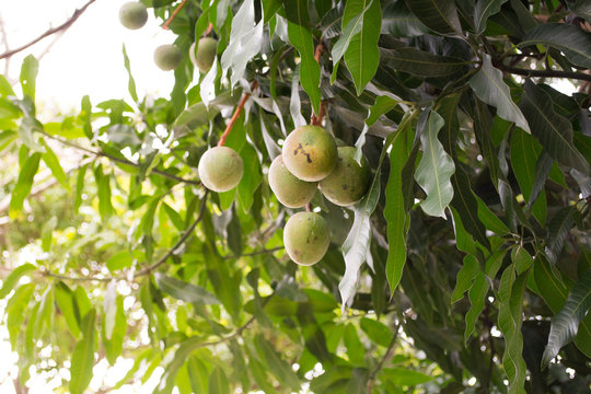 "Mango Fruits"-Bilder: Stock-Fotos & -Videos. | Adobe Stock