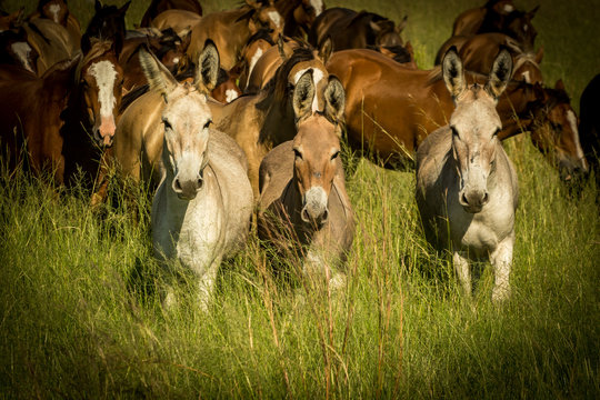 Mulas Images – Browse 315 Stock Photos, Vectors, and Video | Adobe Stock