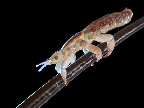 รูปภาพLouse – เลือกดูภาพถ่ายสต็อก เวกเตอร์ และวิดีโอ15,399 | Adobe Stock