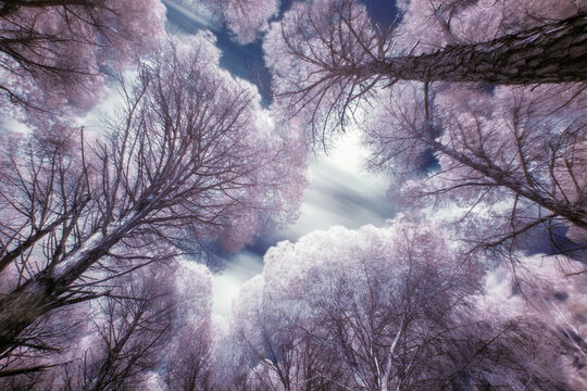 Infrarosso Images – Browse 183 Stock Photos, Vectors, and Video | Adobe ...