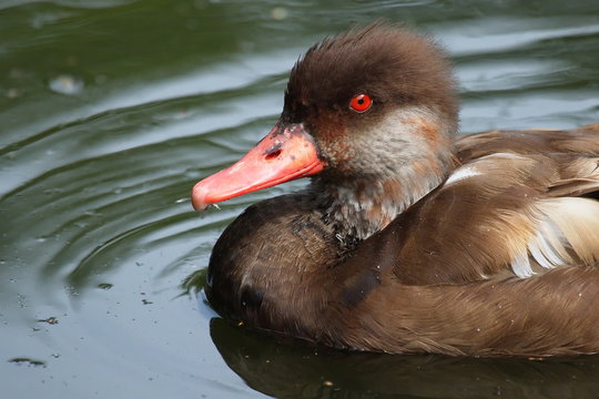 Schnattert Bilder – Durchsuchen 848 Archivfotos, Vektorgrafiken und Videos | Adobe Stock