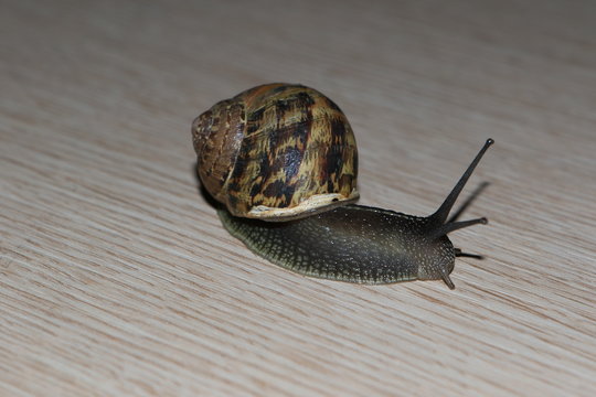 Gasteropode-Bilder: Stock-Fotos & -Videos. | Adobe Stock