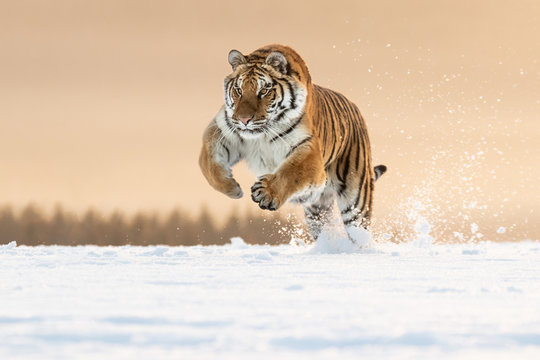 Cool Pictures Of Tigers Jumping