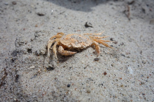 รูปภาพStrandkrabbe – เลือกดูภาพถ่ายสต็อก เวกเตอร์ และวิดีโอ273 | Adobe ...