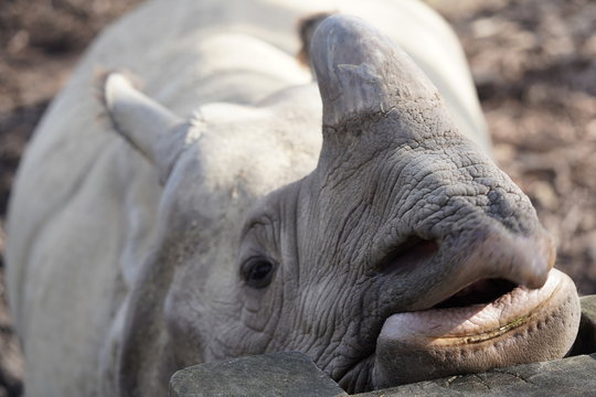 Neushoorn Bilder – Durchsuchen 60 Archivfotos, Vektorgrafiken und ...