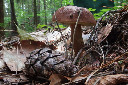"Podgrzybek Brunatny" Immagini - Sfoglia 85 foto, vettoriali e video ...