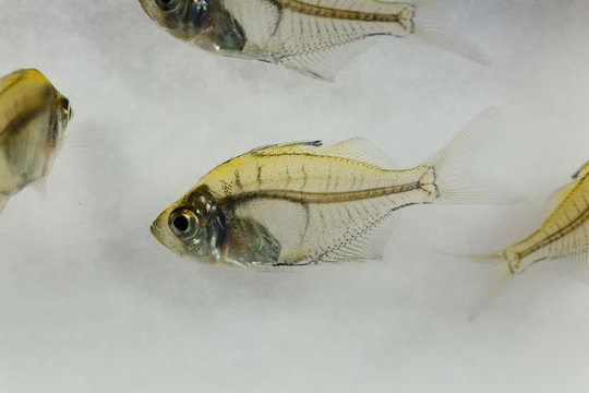 "Parambassis Ranga" Images – Browse 54 Stock Photos, Vectors, and Video ...