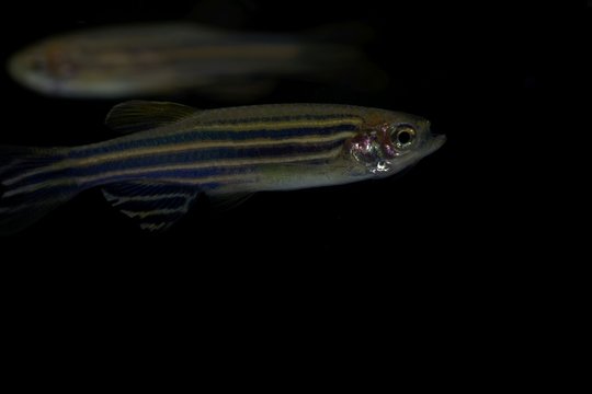 รูปภาพZebrafish – เลือกดูภาพถ่ายสต็อก เวกเตอร์ และวิดีโอ1,500 | Adobe Stock