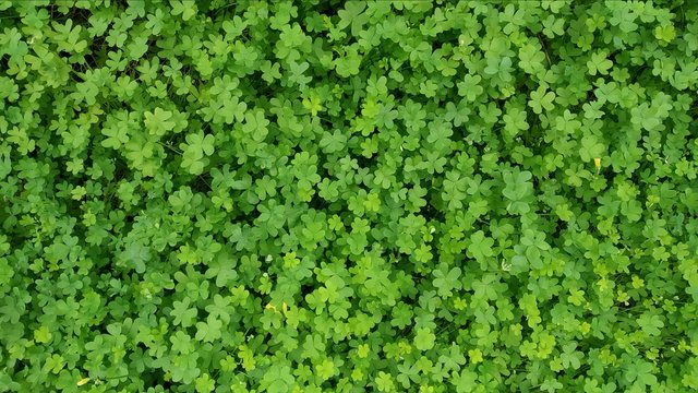 รูปภาพTreboles – เลือกดูภาพถ่ายสต็อก เวกเตอร์ และวิดีโอ2,601 | Adobe Stock