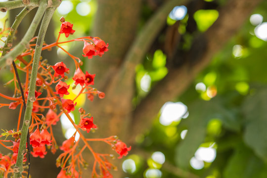 Kurrajong Bilder – Durchsuchen 297 Archivfotos, Vektorgrafiken und ...