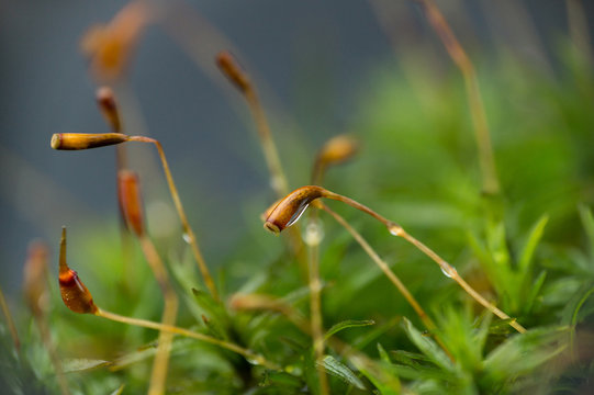 รูปภาพPolytrichum – เลือกดูภาพถ่ายสต็อก เวกเตอร์ และวิดีโอ1,100 | Adobe ...