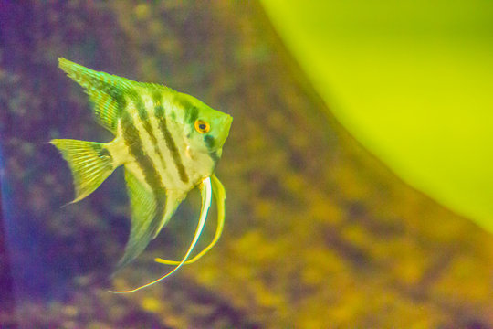 รูปภาพAngel-Fish – เลือกดูภาพถ่ายสต็อก เวกเตอร์ และวิดีโอ219 | Adobe Stock