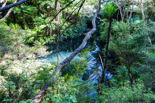 Ferm-Tree Images – Browse 52 Stock Photos, Vectors, and Video | Adobe Stock