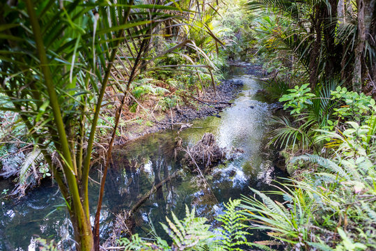 Ferm-Tree Images – Browse 52 Stock Photos, Vectors, and Video | Adobe Stock