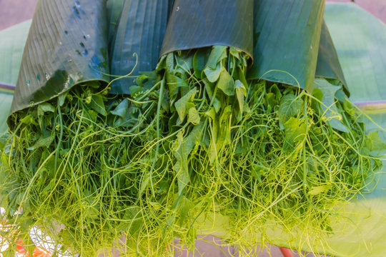 Pipinola Images – Browse 56 Stock Photos, Vectors, and Video | Adobe Stock