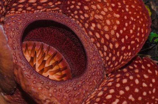861 BEST Rafflesia IMAGES, STOCK PHOTOS & VECTORS | Adobe Stock