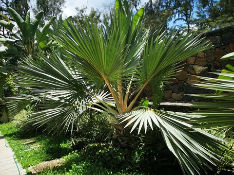 "Buri Palm" Billeder – Gennemse 142 stockfotos, vektorer og videoer ...